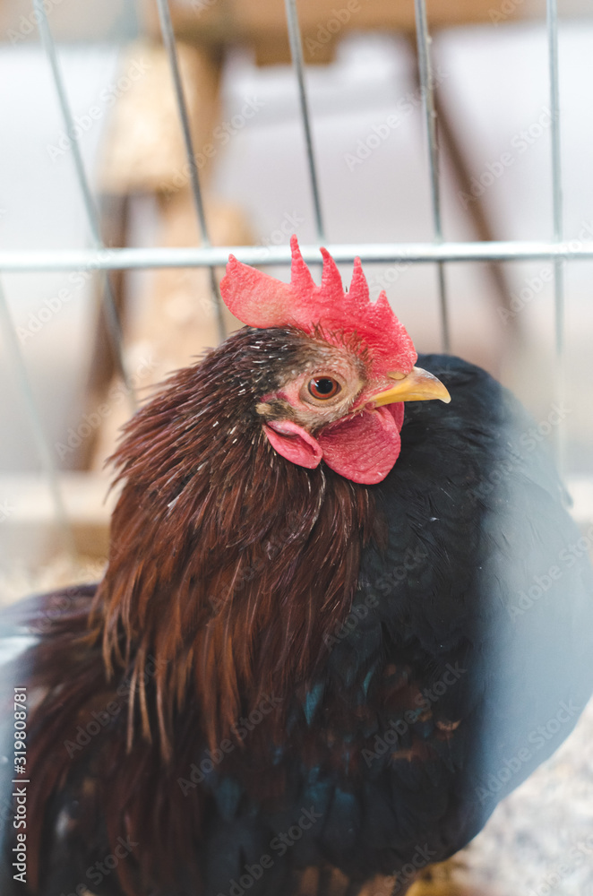 gallina Stock Photo | Adobe Stock
