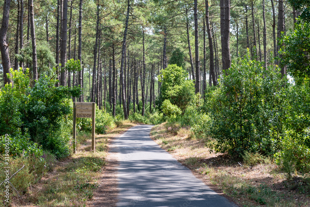La forêt des landes proche de la côte basque et mimizan plage et sa ...