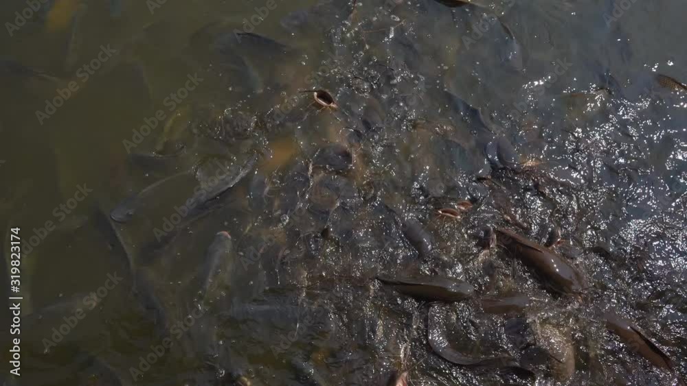 Many fish in river for people feeding in relaxing time, catfish and ...