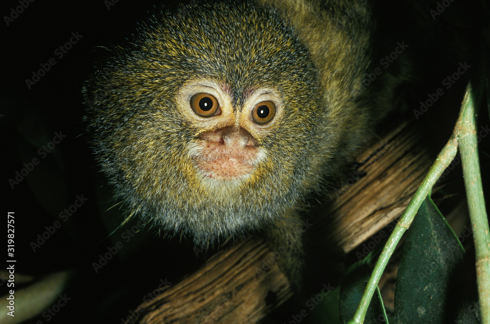 OUISTITI PYGMEE callithrix pygmaea Stock Photo | Adobe Stock
