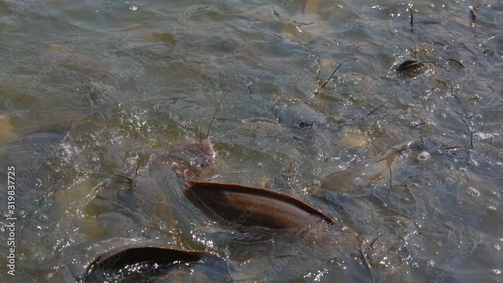 Many fish in river for people feeding in relaxing time, catfish and ...