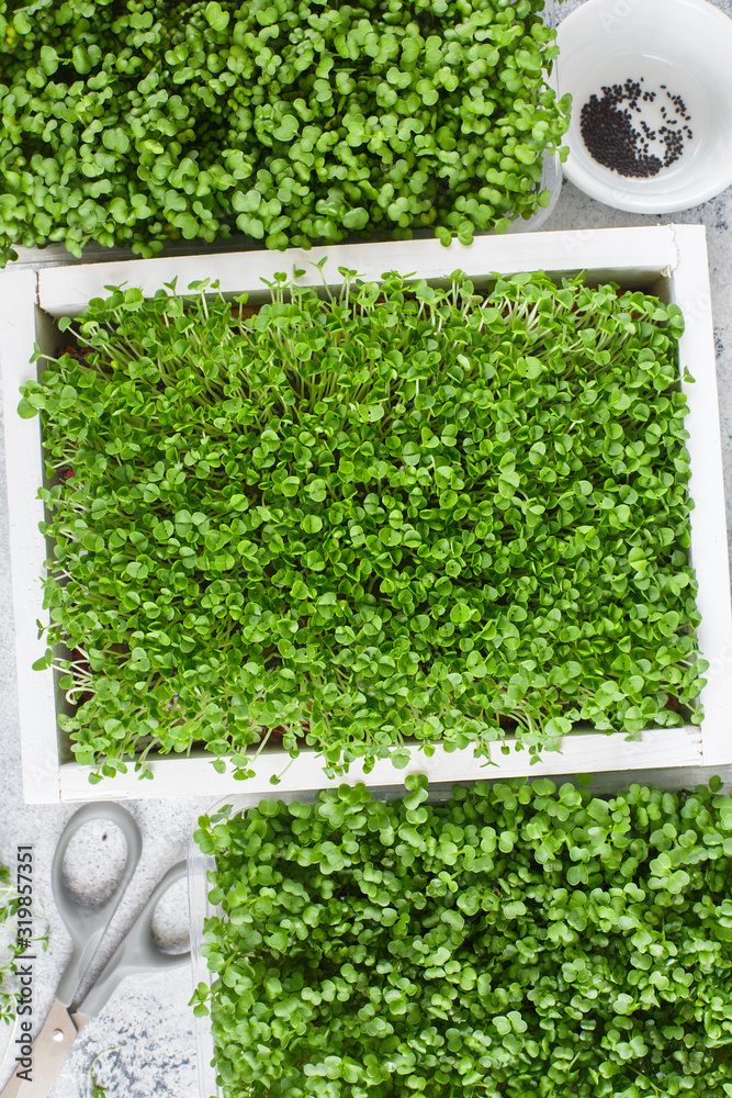 microgreens in the white wooden box with seeds and scissors. Sprouting ...