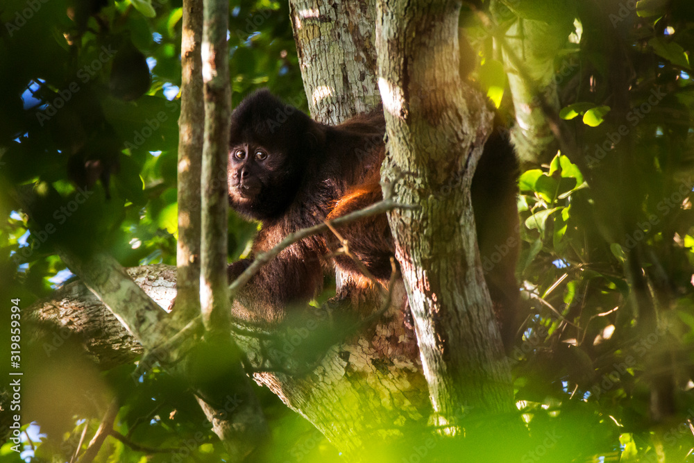 Scene of a crested capuchin monkey standing in a tree. The monkey body ...