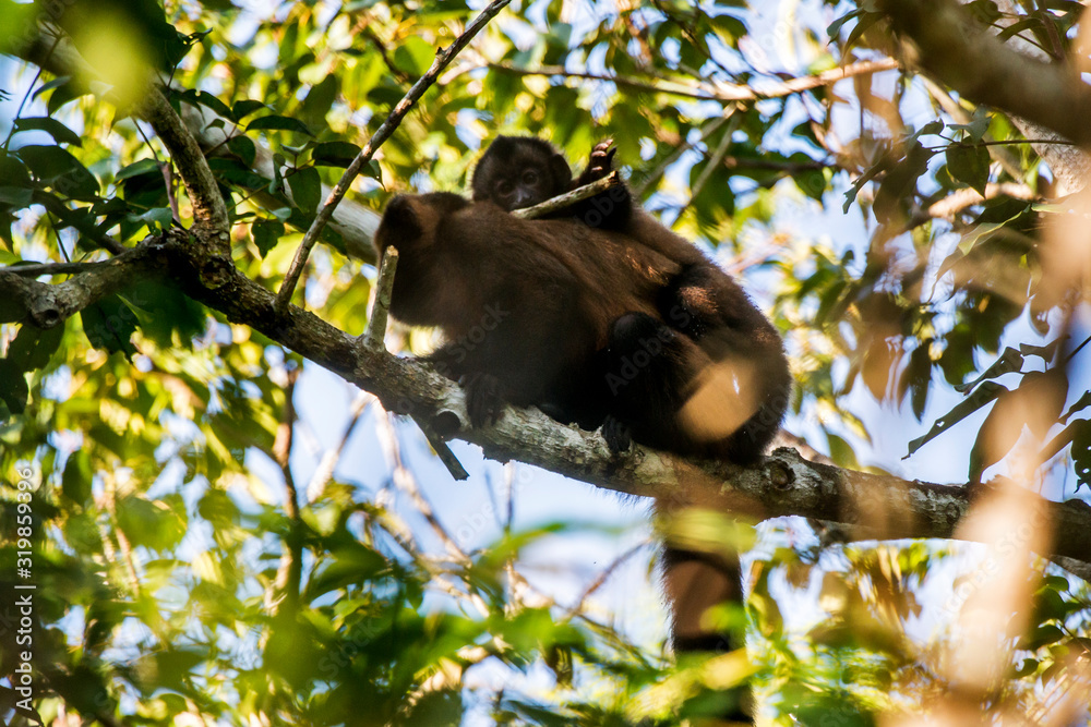 Scene of a crested capuchin monkey standing in a tree. The monkey body ...