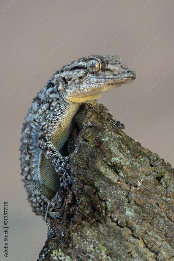 Tarentola mauritanica Stock Photo | Adobe Stock