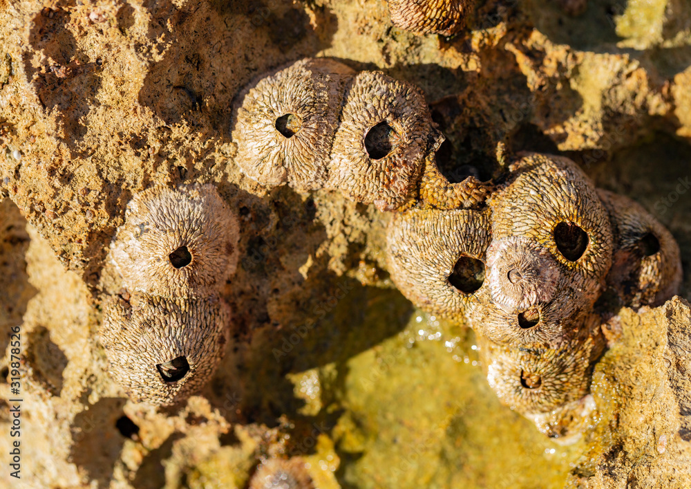 Balanus (Balanomorpha) is a genus of barnacles in the family Balanidae ...