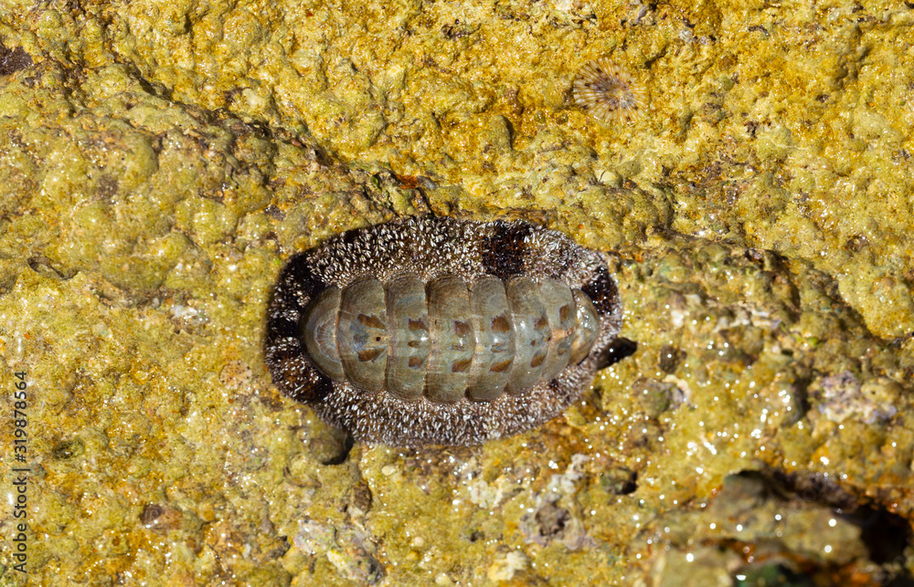 Acanthopleura granulata, West Indian fuzzy chiton, tropical species of ...