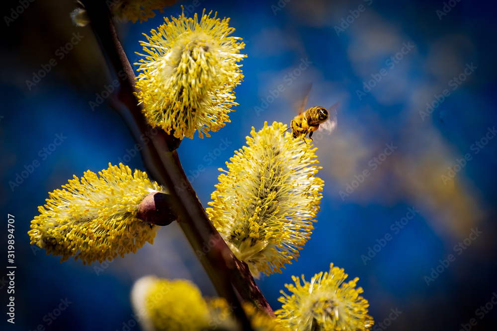 Insect, Bee, Spring - A honeybee sits on a plant, the willow catkins ...