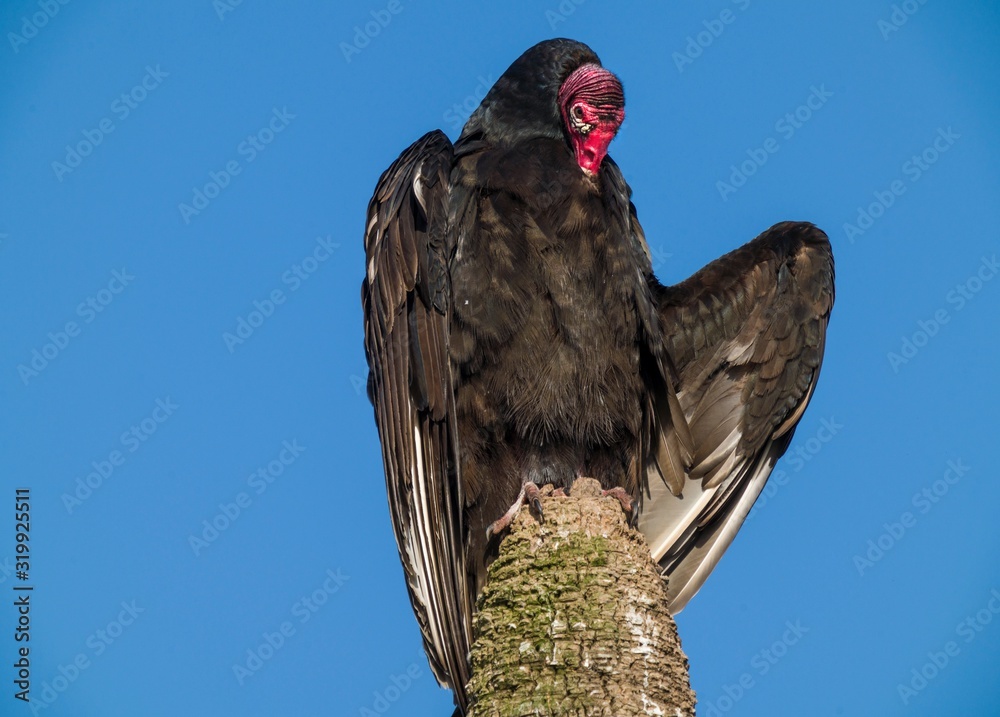 Turkey Vultures Face