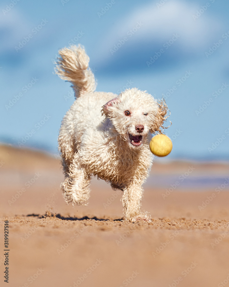Miniature Poodle - Dog playing, Running and jumping on british beach ...