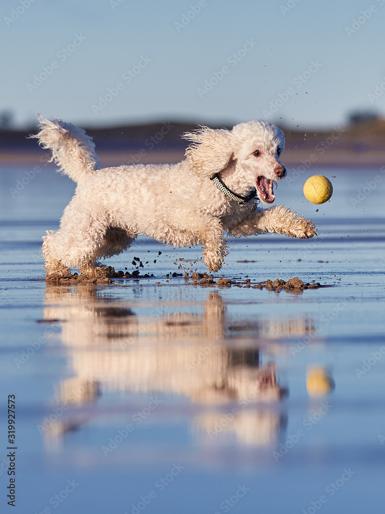 Miniature Poodle - Dog playing, Running and jumping on british beach ...