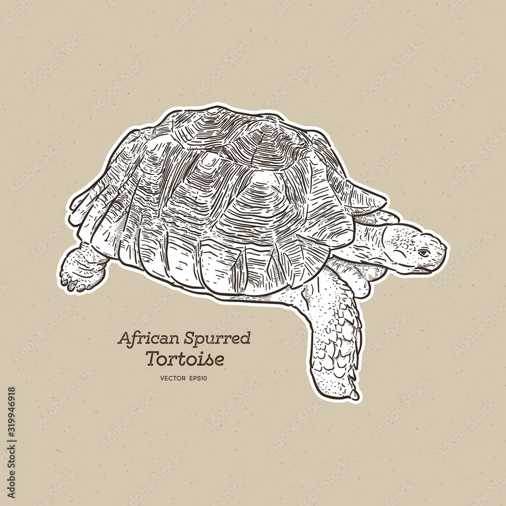 The African spurred tortoise is the largest mainland tortoise, hand ...