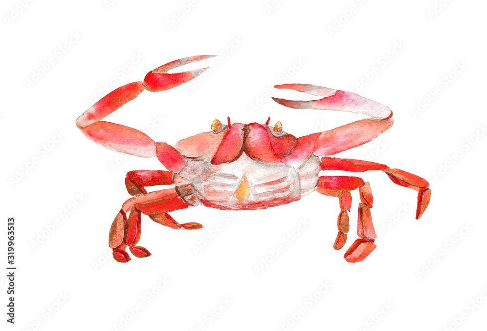 Watercolor red ocean crab on a white background isolated. Marine ...