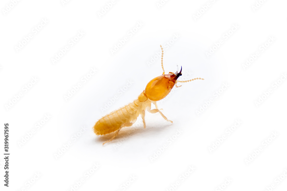 The Small termite on white background. Side view of the Termites ...