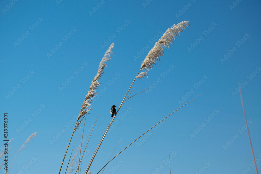 Single, little black bird on reed with blue sky background ...