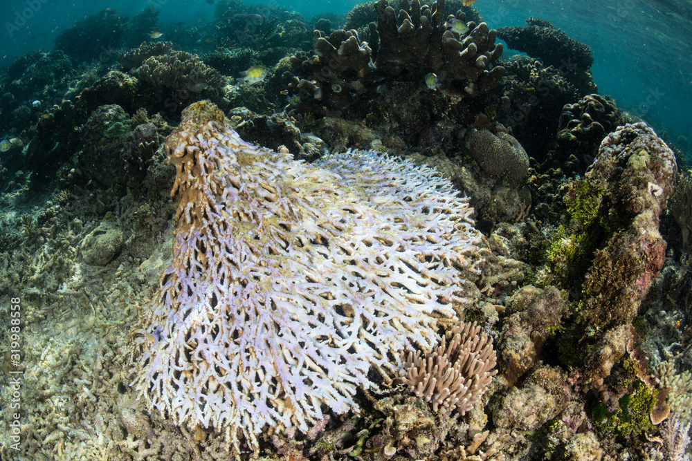 An overturned table coral is slowly dying. Coral reefs are naturally in ...