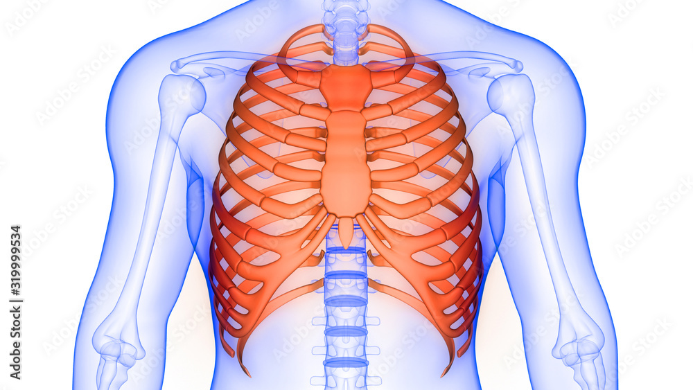 Rib Cage of Human Skeleton System Anatomy 3d rendering Stock ...