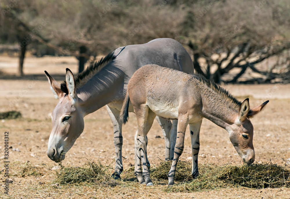Somali wild donkey (Equus africanus) in nature reserve of the Middle ...