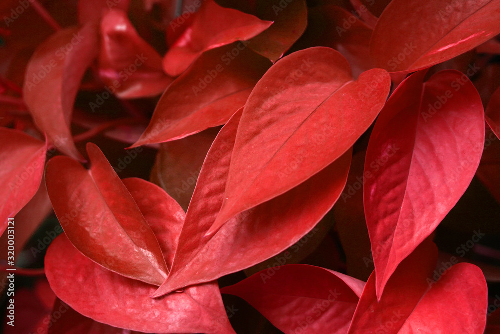 Red nature of Devil’s ivy, Golden pothos, Hunter’s-robe or Epipremnum ...