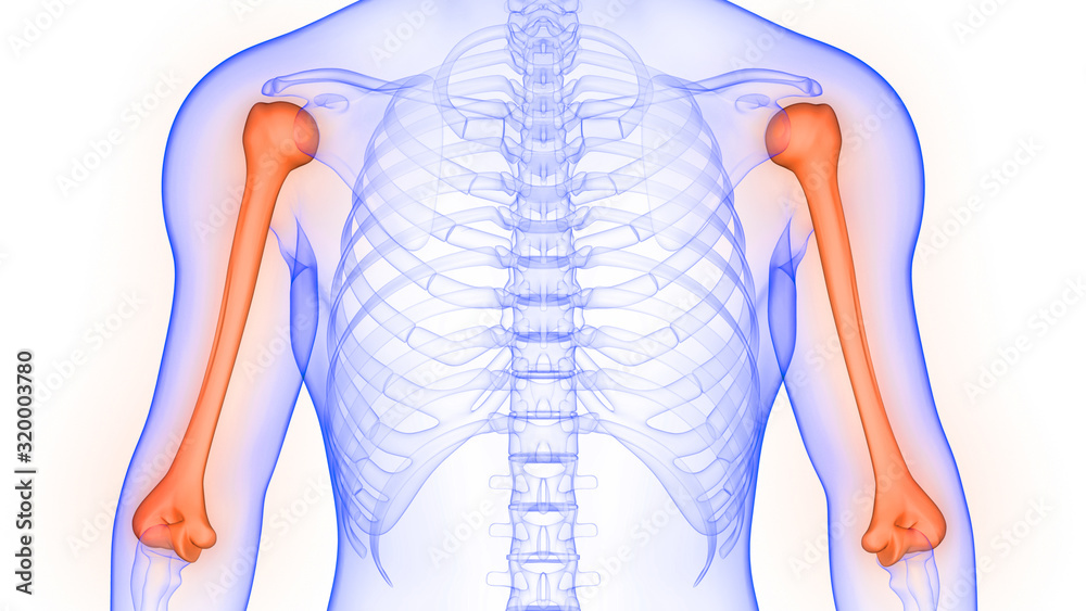 Humerus Bone Joints of Human Skeleton System Anatomy 3D Rendering Stock ...