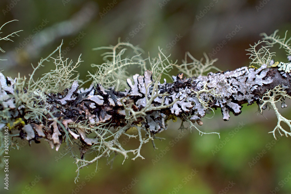tree moss in its glory enveloped pine branch enlarged background foto ...