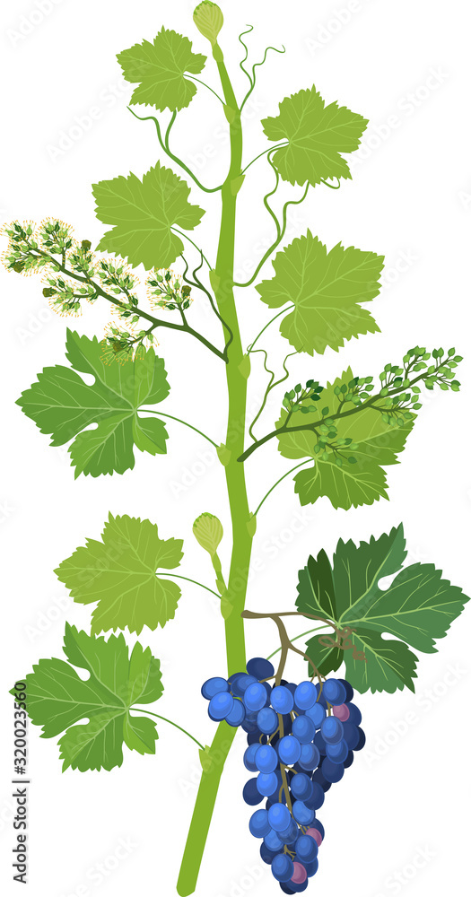 Parts of plant. Morphology of grapevine with green leaves, blue bunch ...