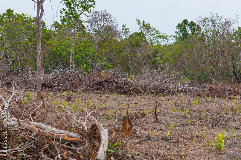 deforestation of the brazilian cerrado Stock Photo | Adobe Stock