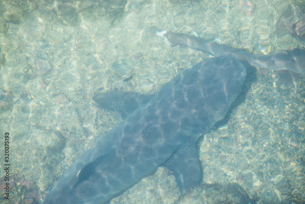 Shark underwater with sun reflections on the water surface. Galapagos ...