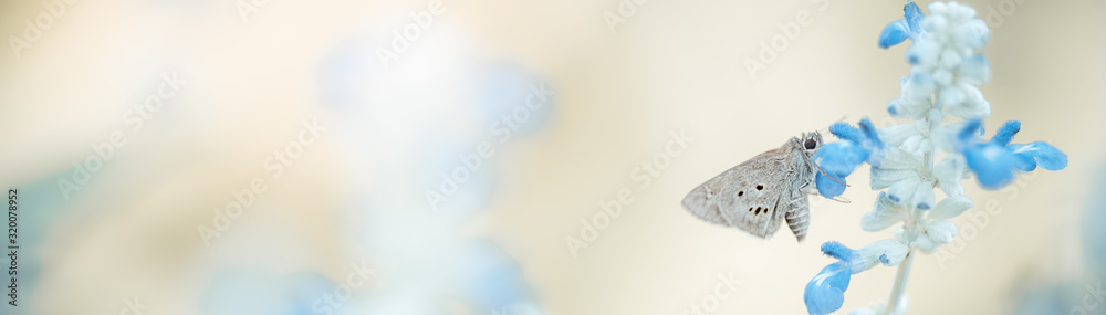 Nature of butterfly and flower in garden using as background ...