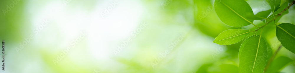 Nature of green leaf in garden at summer. Natural green leaves plants ...