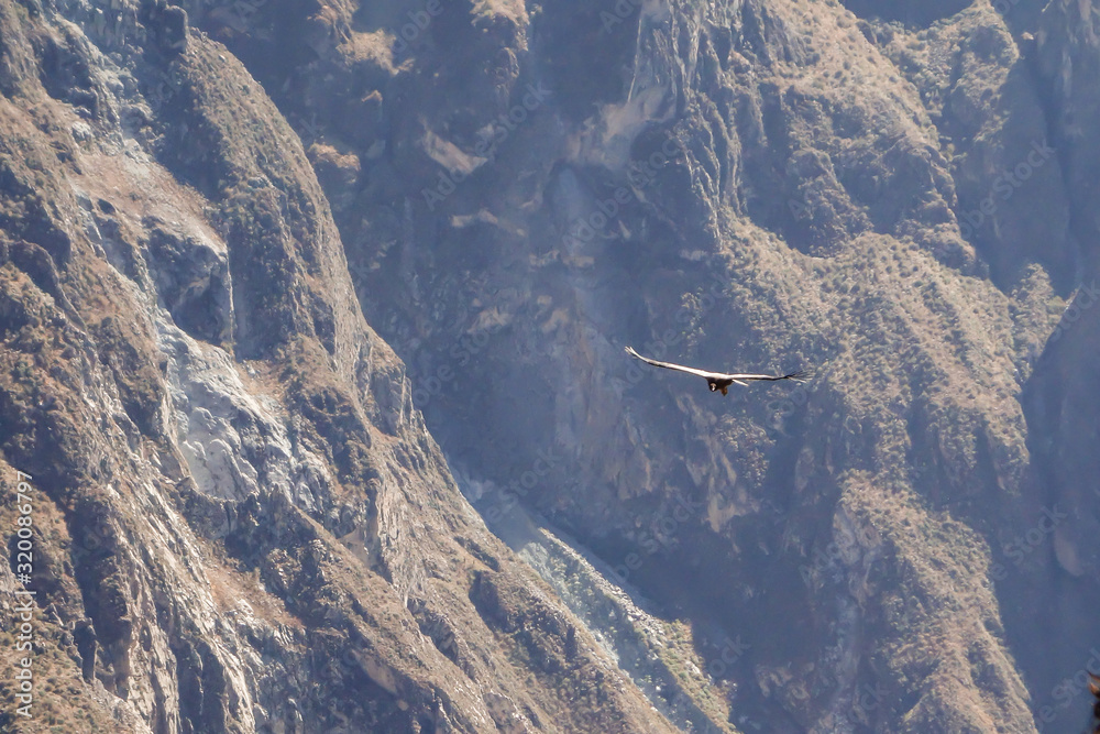 Andean Condor (Vultur gryphus) flying over the valley at the place ...