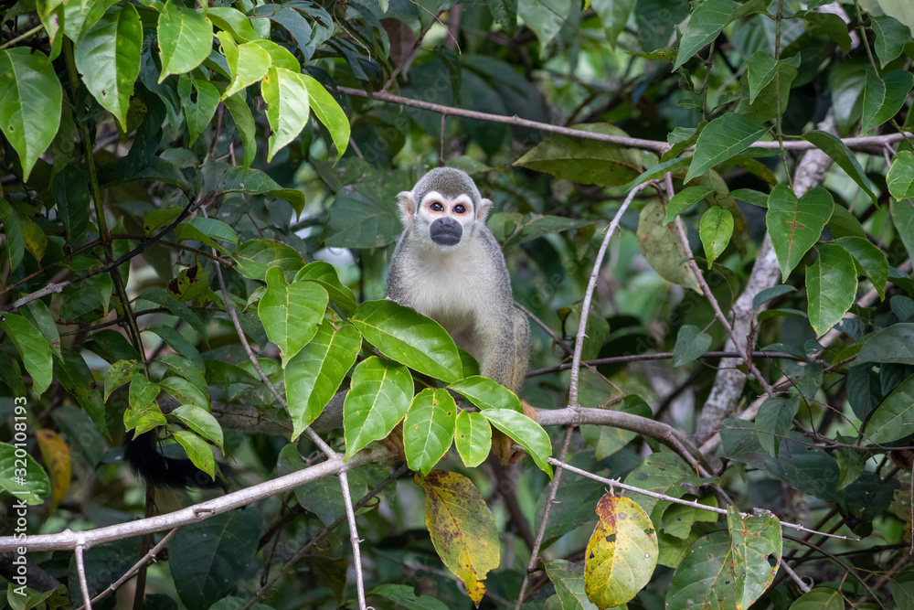 Foto de Eastern Ecuadorian Squirrel Monkey (Barizo), in Yasuní National ...