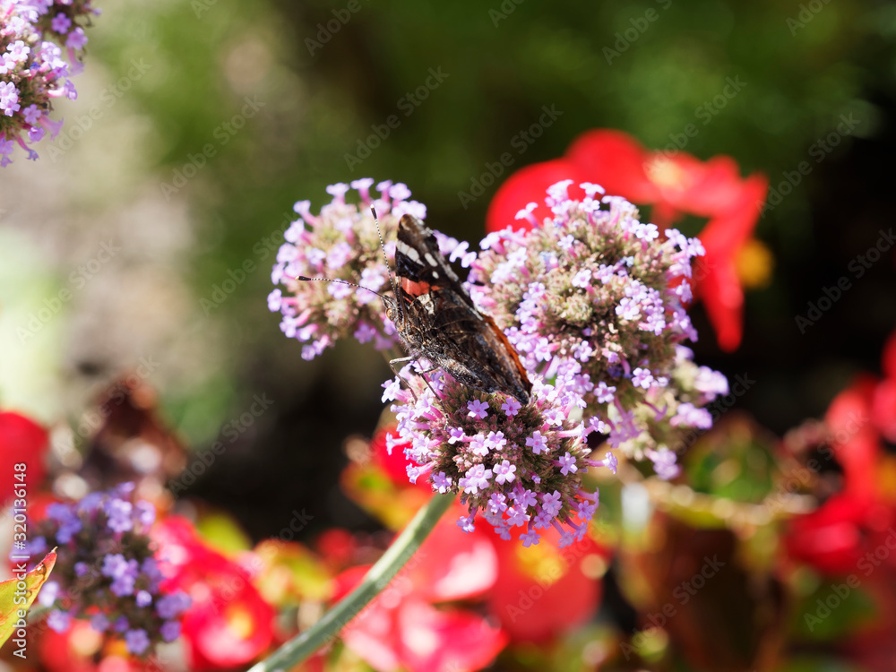 (Vanessa atalanta) Le vulcain ou l'amiral, un papillon commun aux ailes ...