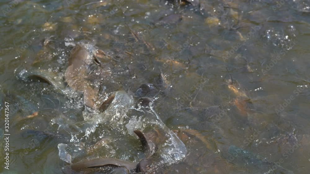 Feeding fish concept. Organic Tilapia fish floating and swimming find ...