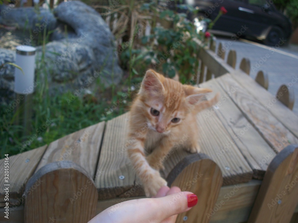 CAT giving paw Stock Photo | Adobe Stock