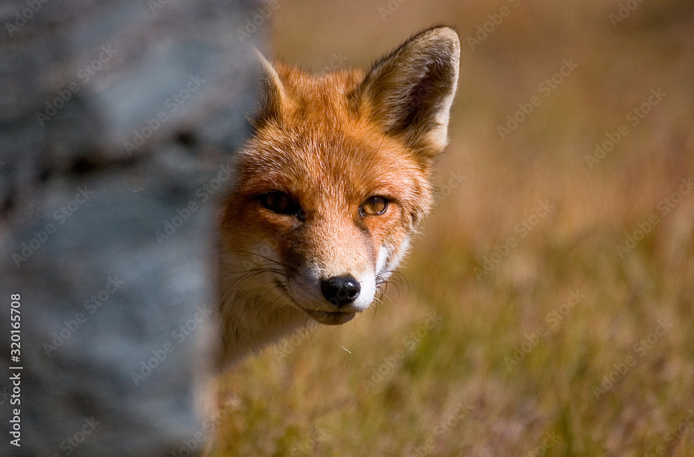 Foto de Il muso di una curiosa volpe guarda nella fotocamera ...