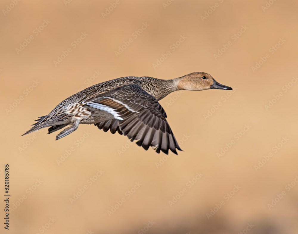 Northern Pintail Hen