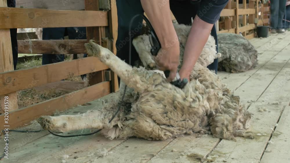 Men shearer shearing sheep at agricultural show in competition. The ...