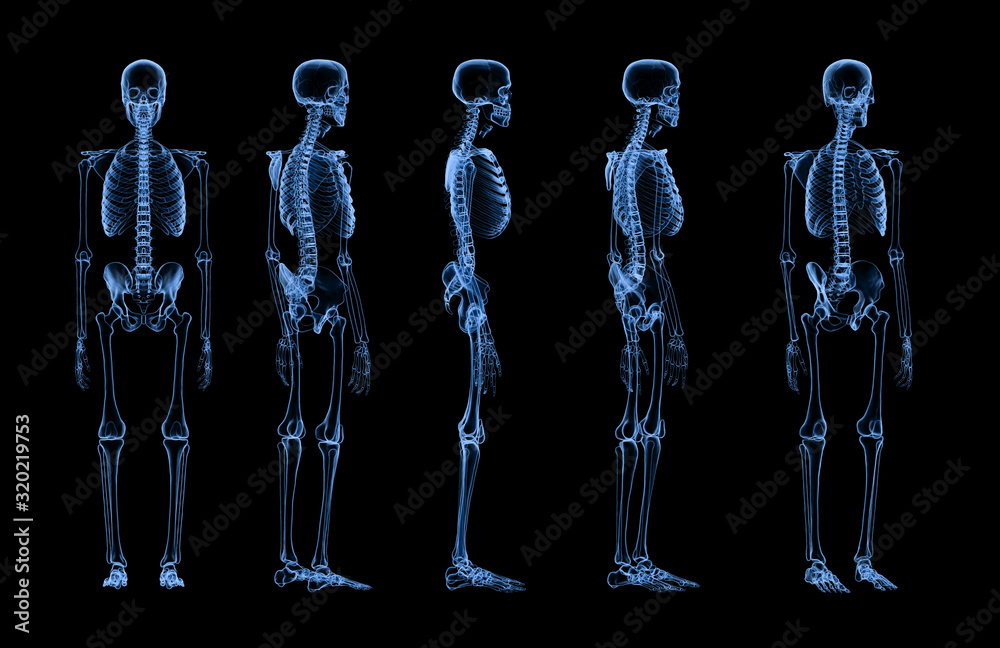 Xray View Of Posing Human Skeleton Anatomical 3d