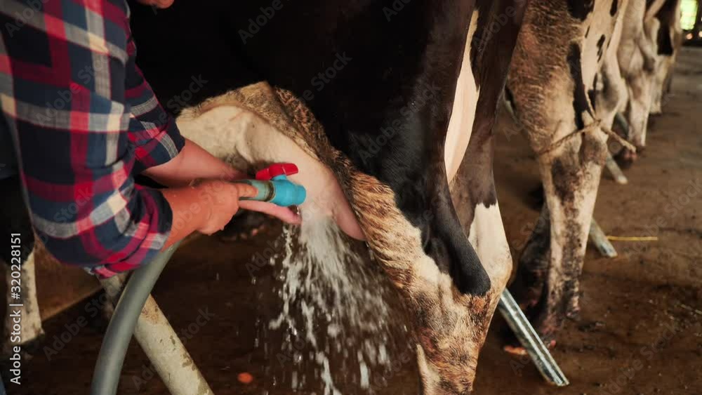 Farmer woman cleaning cow's milk in farm. career agriculture, farmer ...
