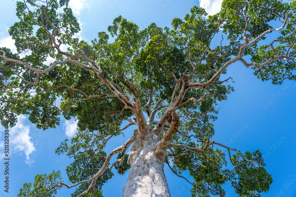 The big tropical tree with sky background, view from below. Scientific ...