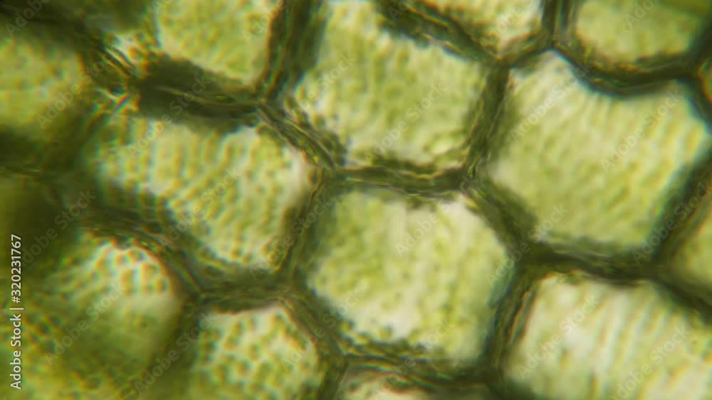 Chloroplast under a microscope. Cell division. Cell structure. Cell ...