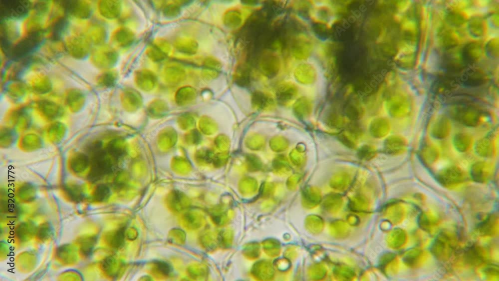 Chloroplast under a microscope. Cell division. Cell structure. Cell ...
