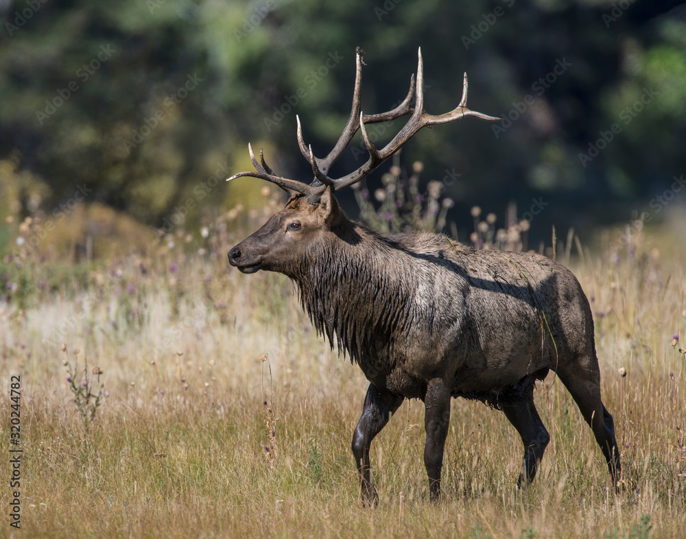 Bull Elk covered in mud in the Rocky Mountains Stock Photo | Adobe Stock
