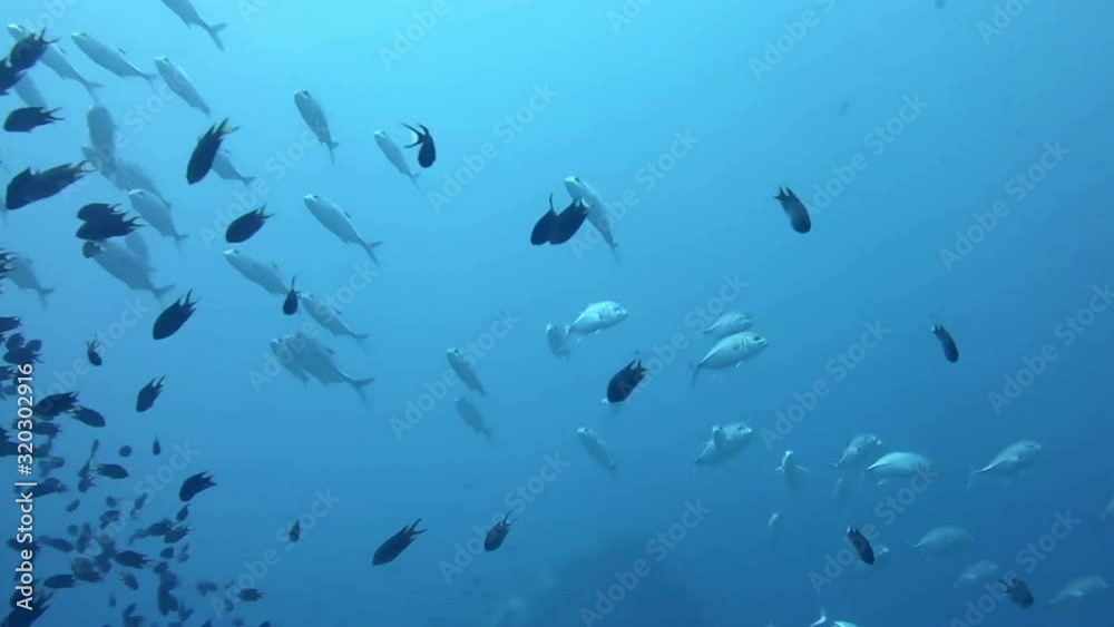A tropical fish underwater background. A flock of white tropical fish ...