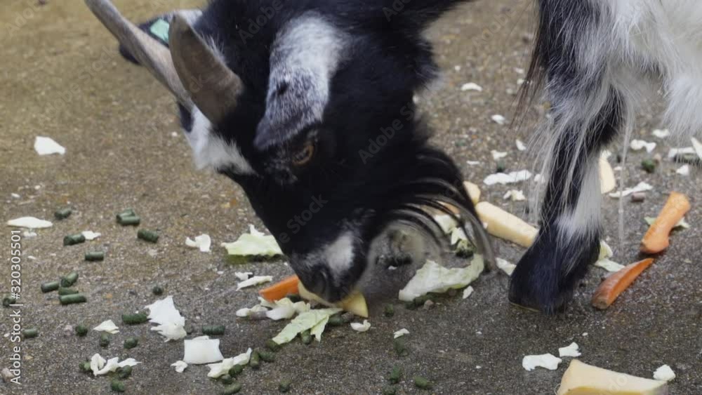 Close up of a Pygmy Goat, selecting lettuce for food, between other ...