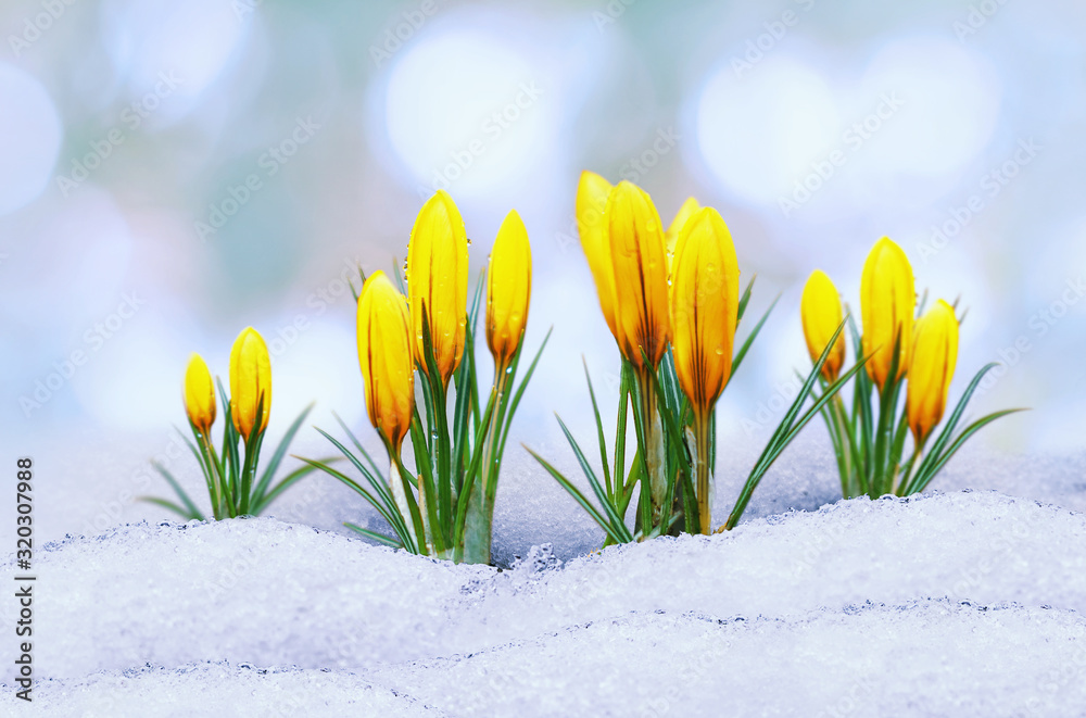 Early Spring Flowers Pictures
