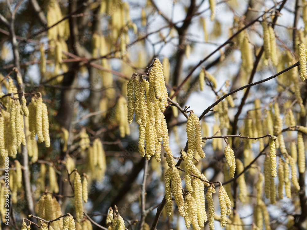 Foto de Inflorescence du noisetier commun (Corylus avellana) en épis ...