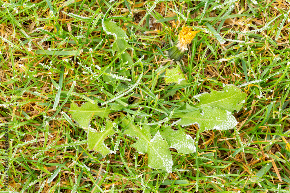 Lawn with frozen dandelion and ice coating. Lawn texture with brittle ...
