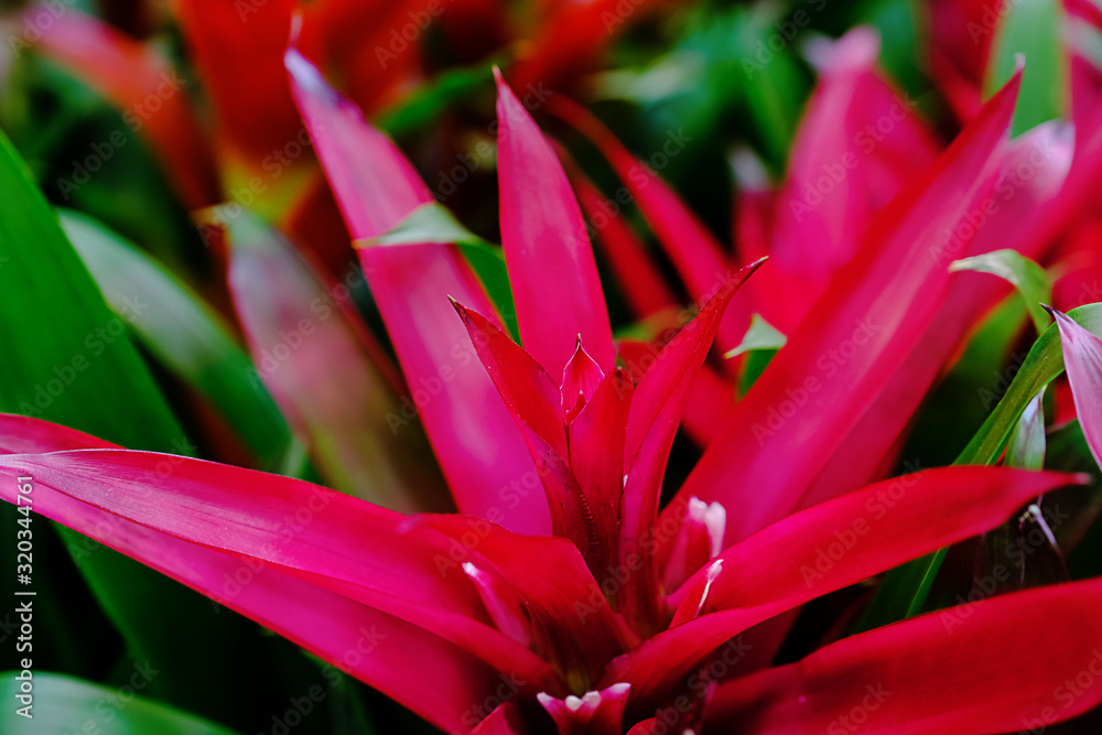Blossom of pink Guzmania Bromelia. Sale. Pot plants, indoor plants ...